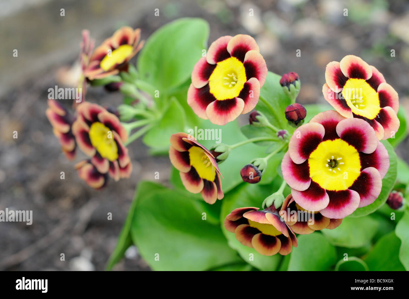 Primula Gold centered alpine Auricula Stock Photo - Alamy