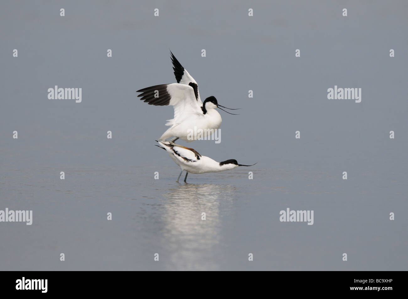 Two birds mating hi-res stock photography and images - Alamy