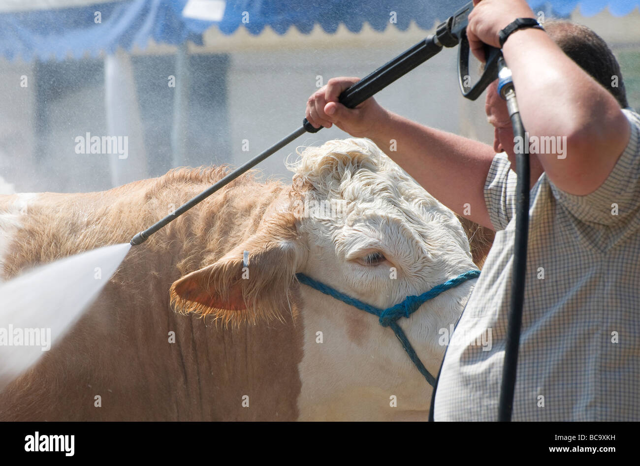 Cow washer hi-res stock photography and images - Alamy