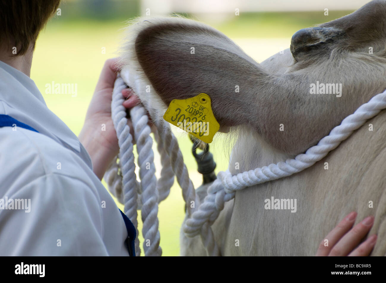 Prize cow hi-res stock photography and images - Alamy