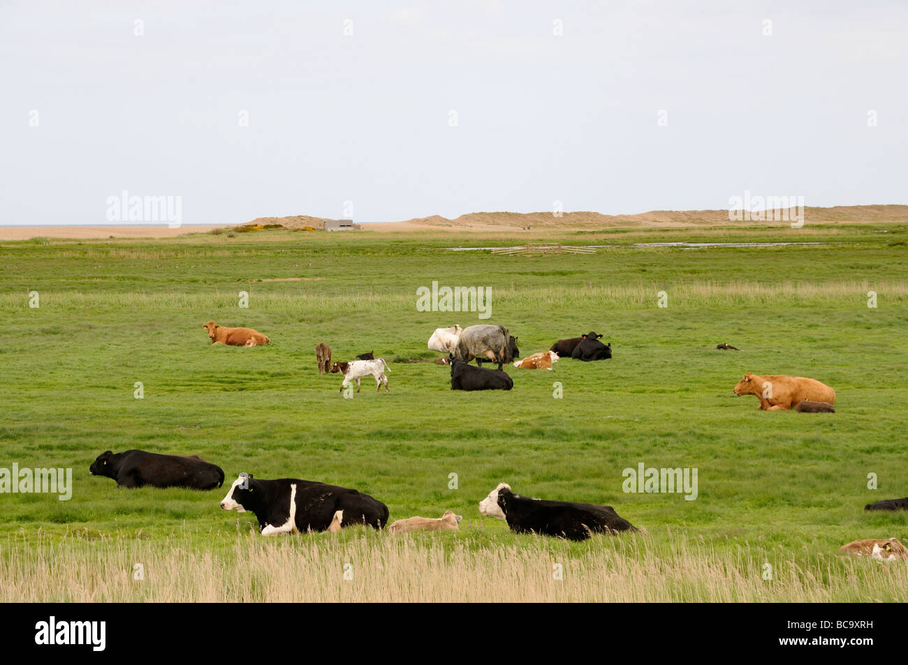 Marsh cattle hi-res stock photography and images - Alamy