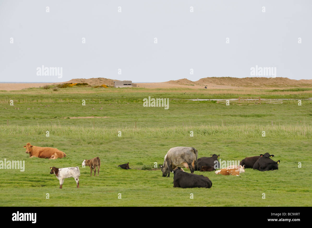 Grazing marsh hi-res stock photography and images - Alamy
