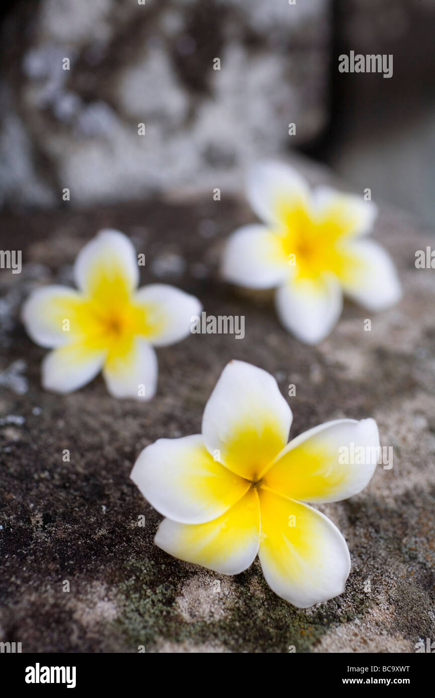 Champei hi-res stock photography and images - Alamy Champei hi-res stock photography and images - Alamy