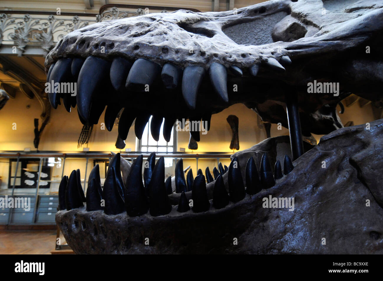 Skeleton of a tyrannosaurus rex, the most dangerous dinosaur, in the ...