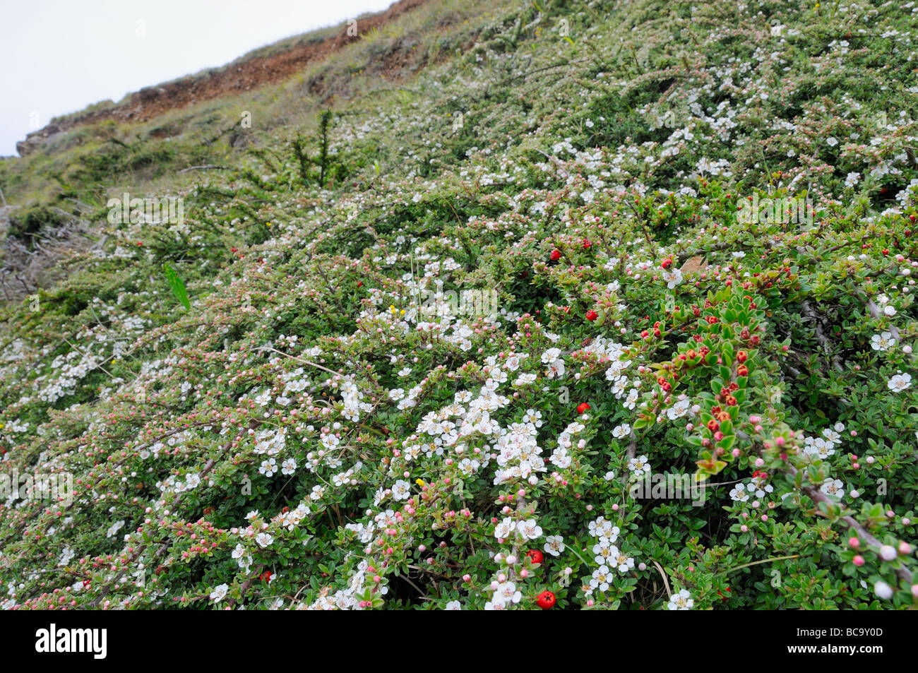 Wild cotoneaster cotoneaster integerrimus growing on the great orme Llandudno North Wales May ...