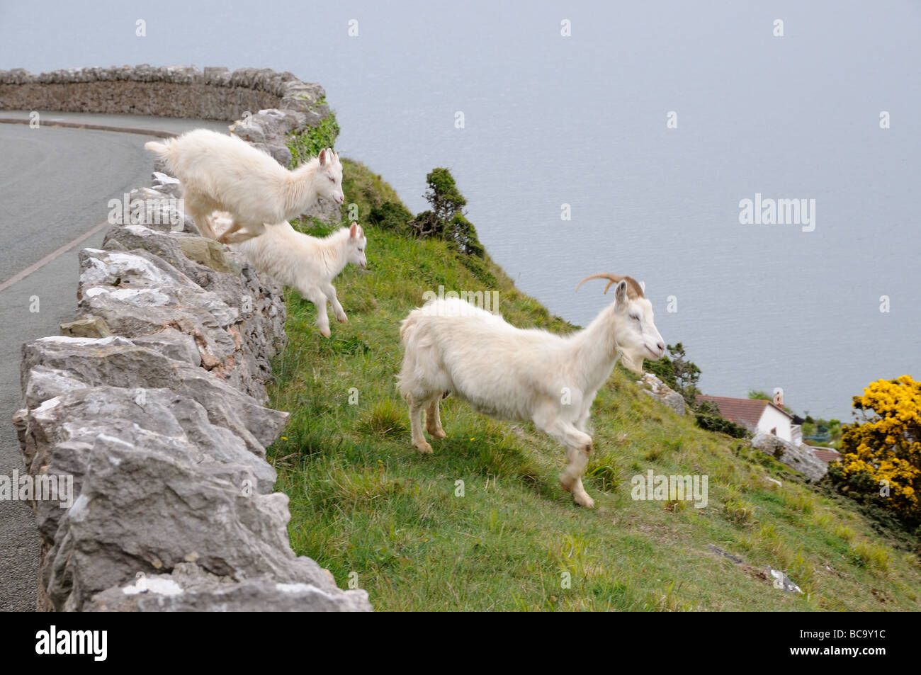 Great Orme Kashmiri goats Nanny and two kids jumping wall Llandudno ...