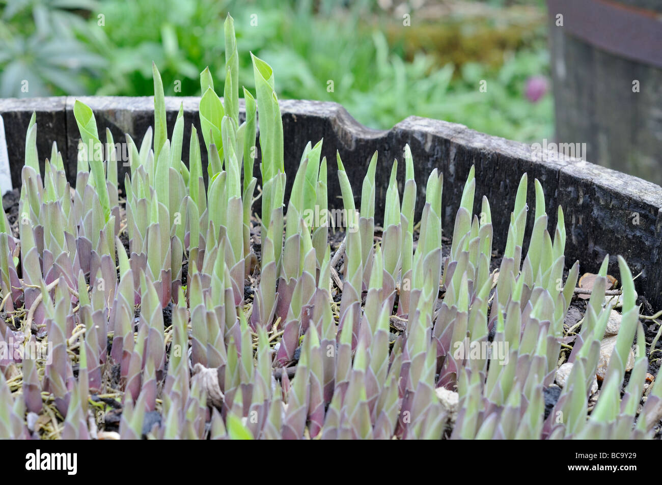 Growing hostas hi-res stock photography and images - Alamy