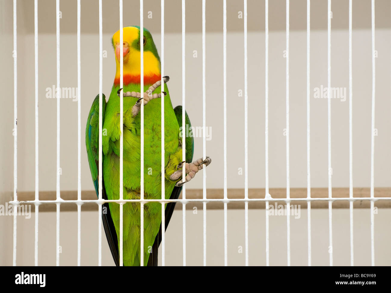 caged parrot behind bars Stock Photo - Alamy