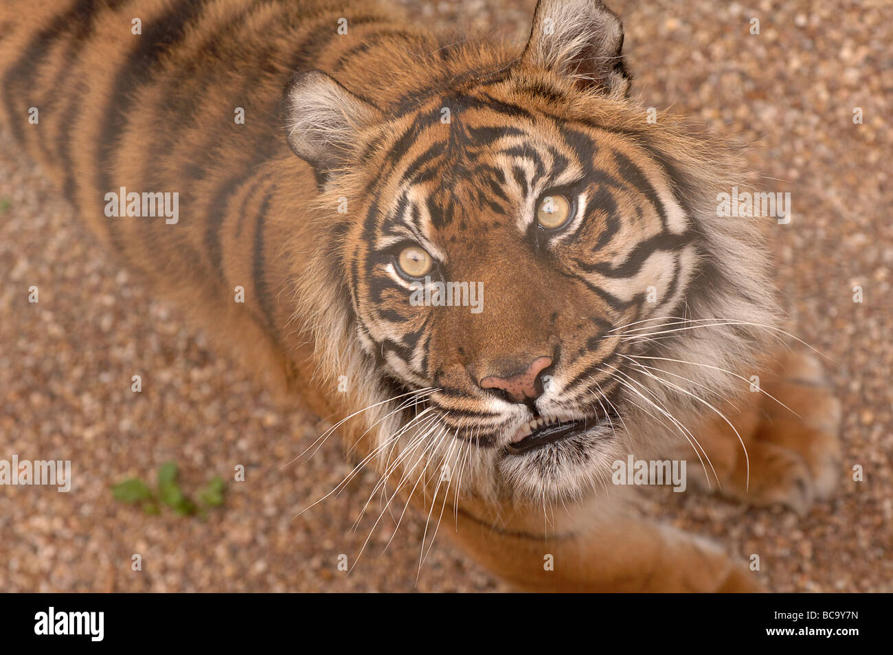 Captive sumatran tiger hi-res stock photography and images - Alamy