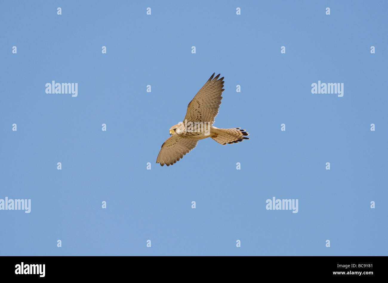 Female lesser kestrel in flight hi-res stock photography and images - Alamy
