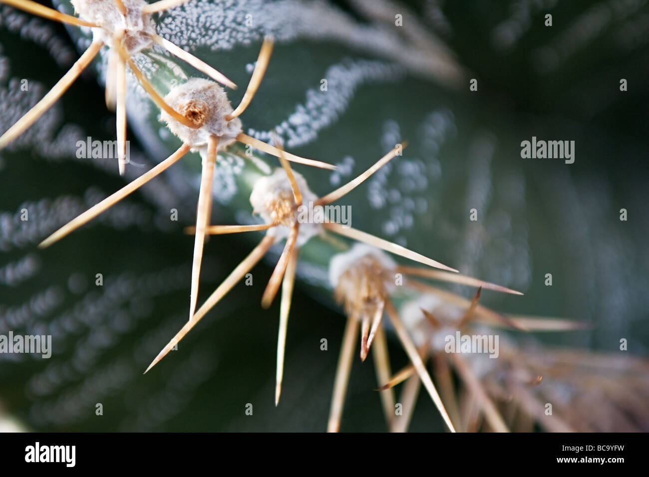 Close up photograph of a cactus, showing spines against dark green ...