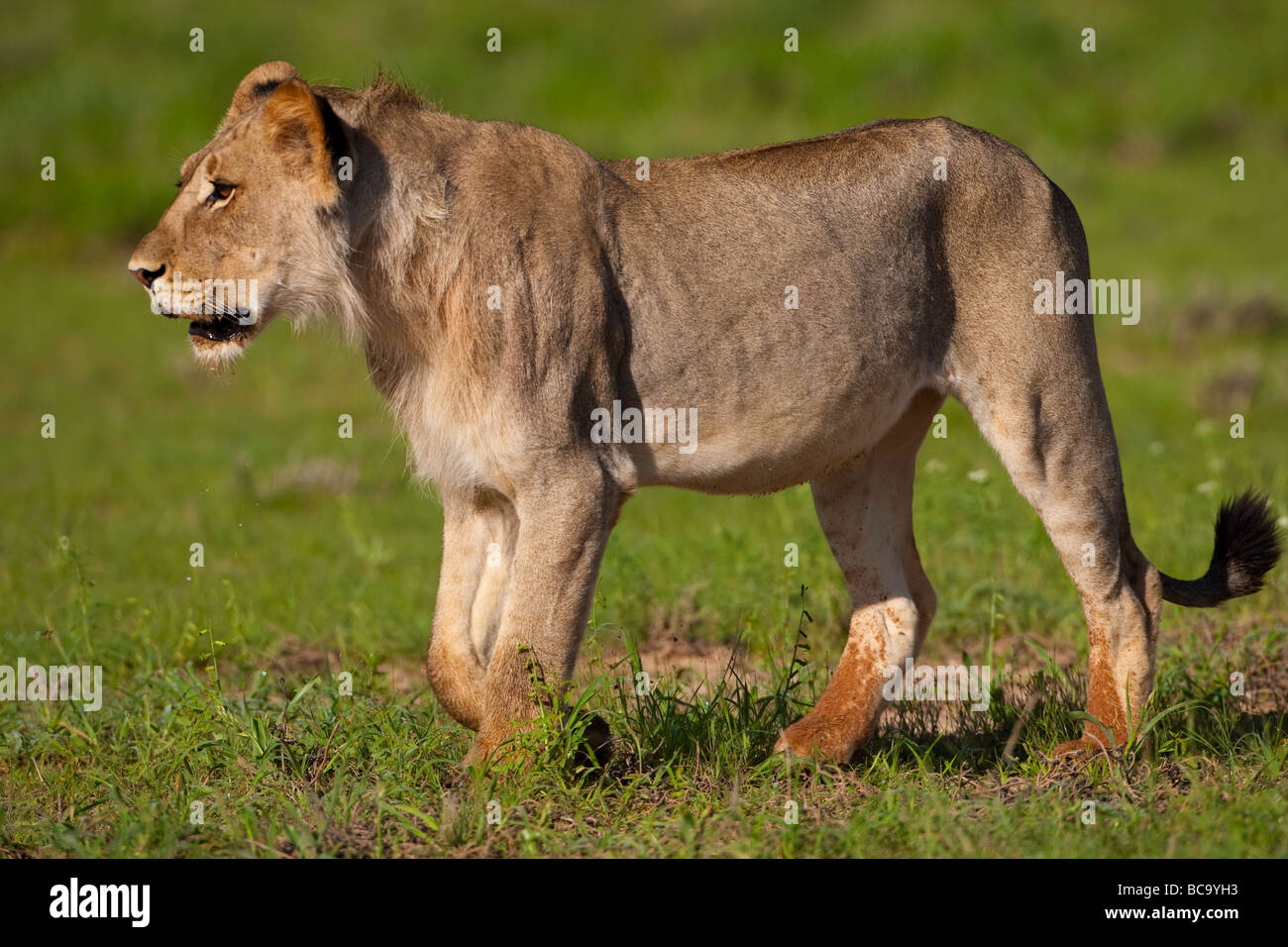 lion young male Stock Photo - Alamy