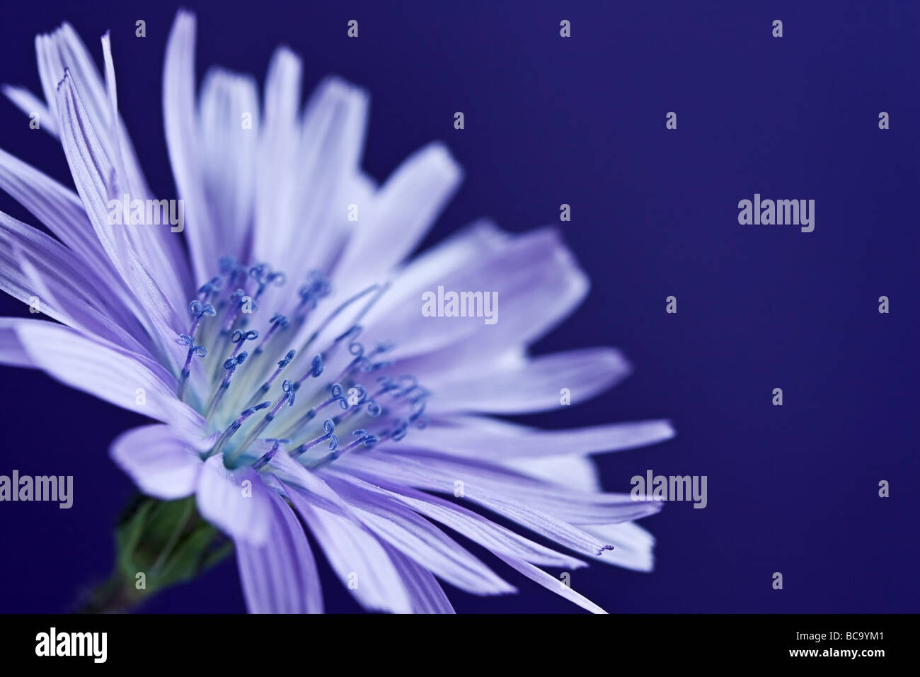 Close up photograph of a Chicory flower against a purple background ...