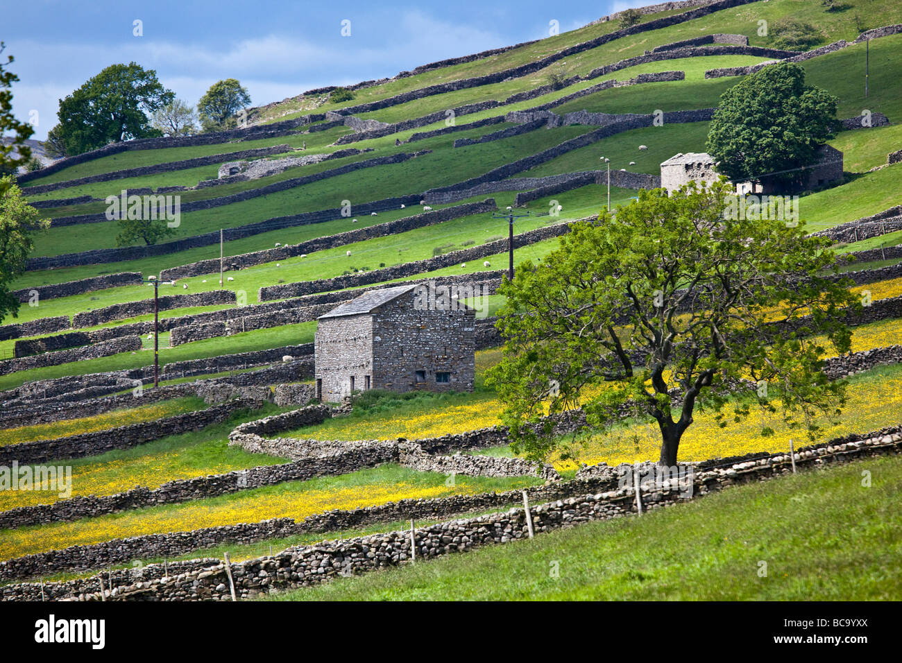 Swaledale barns and stone walls meadows Gunnerside Yorkshire Dales ...