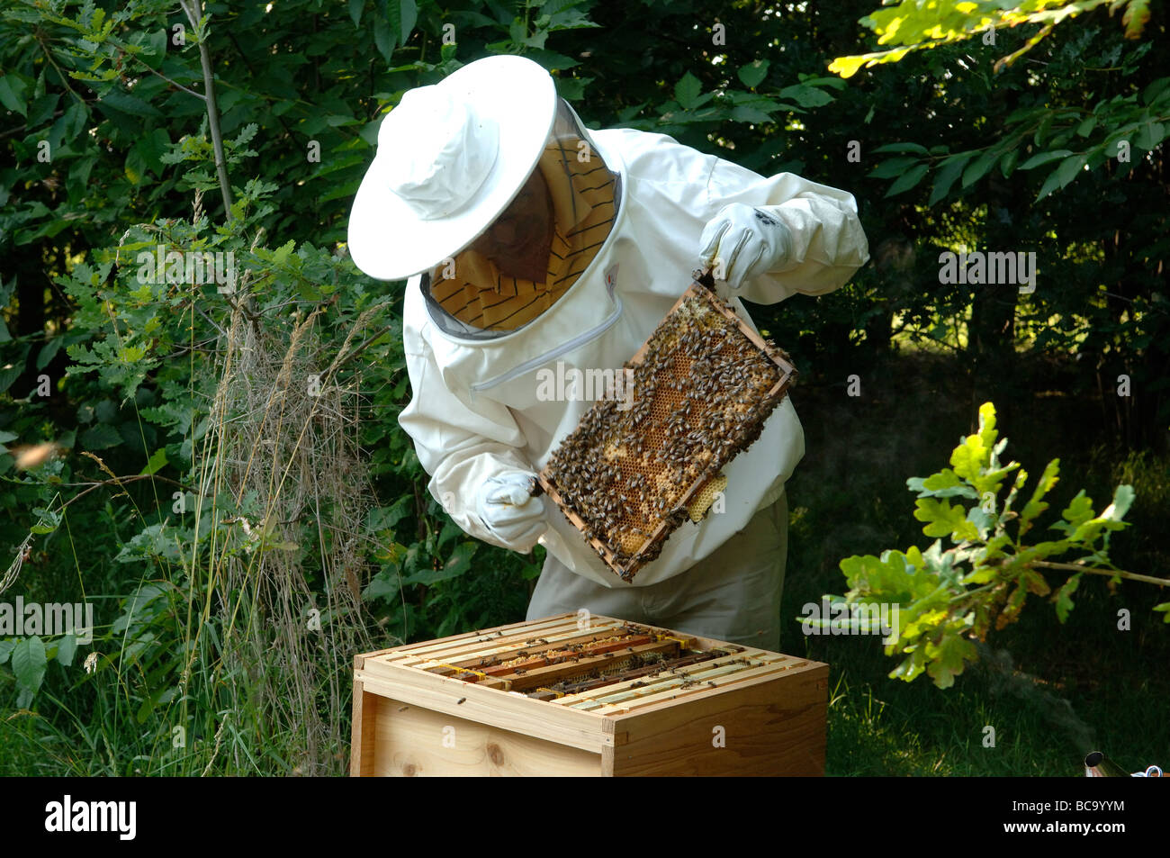 Bee keeper inspecting hive and frames Stock Photo - Alamy