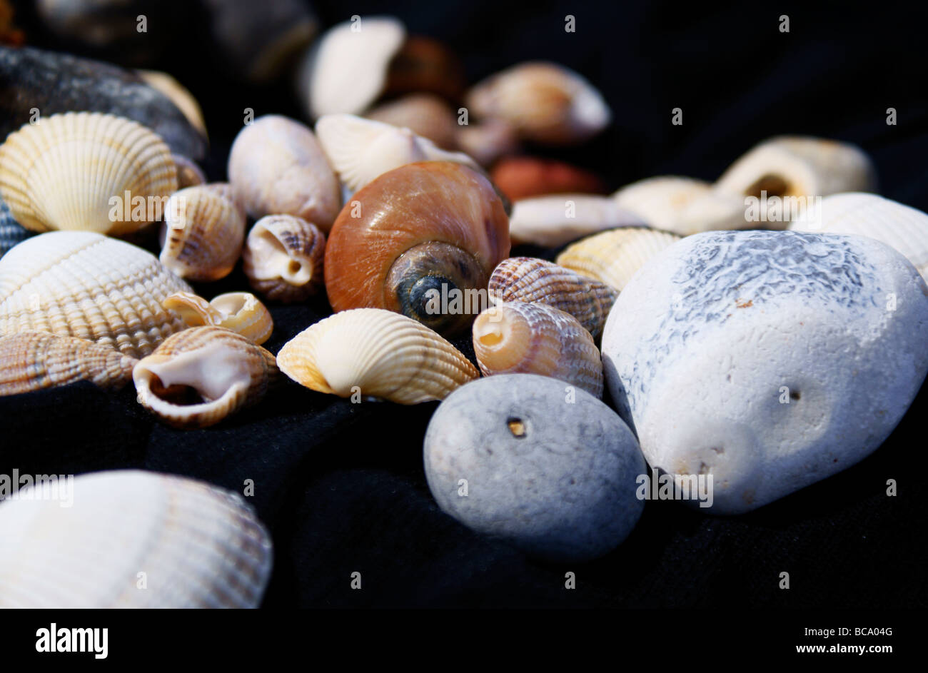 Collection of sea shells on black background Stock Photo - Alamy