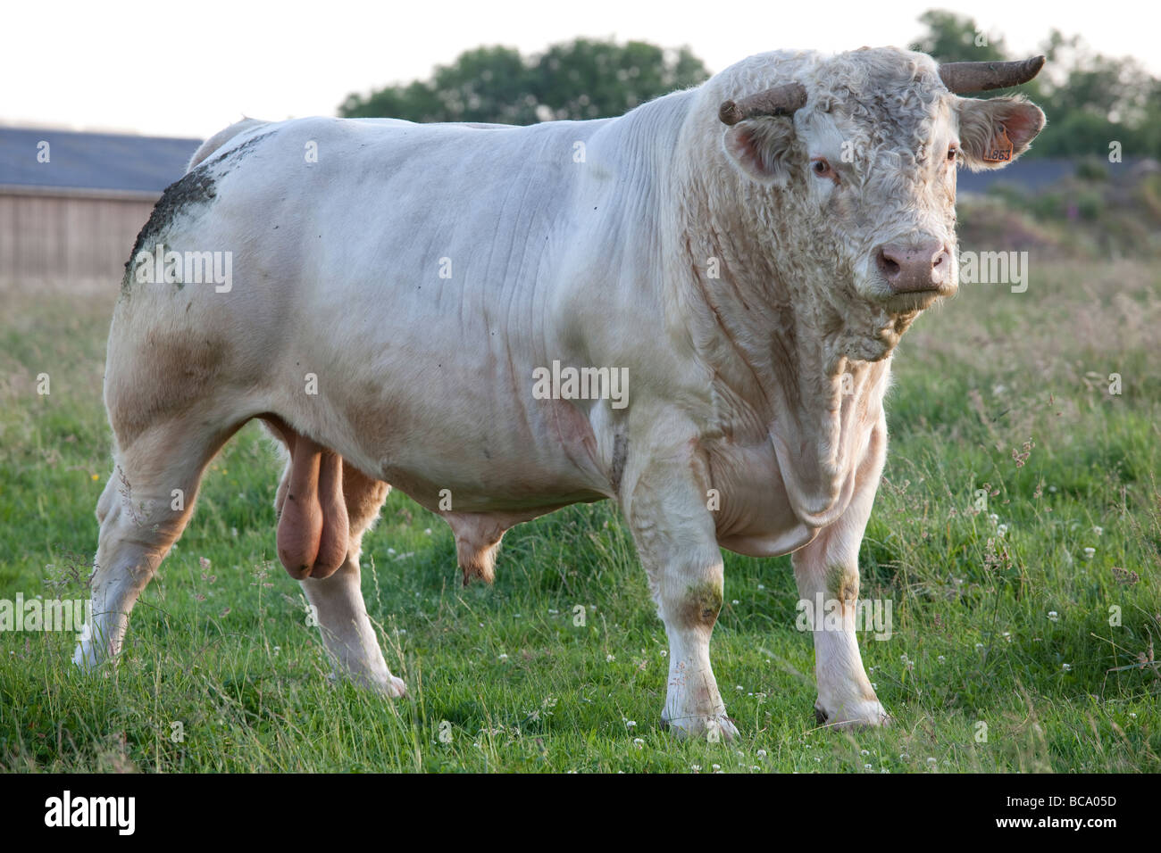 Magnificent male specimen hi-res stock photography and images - Alamy