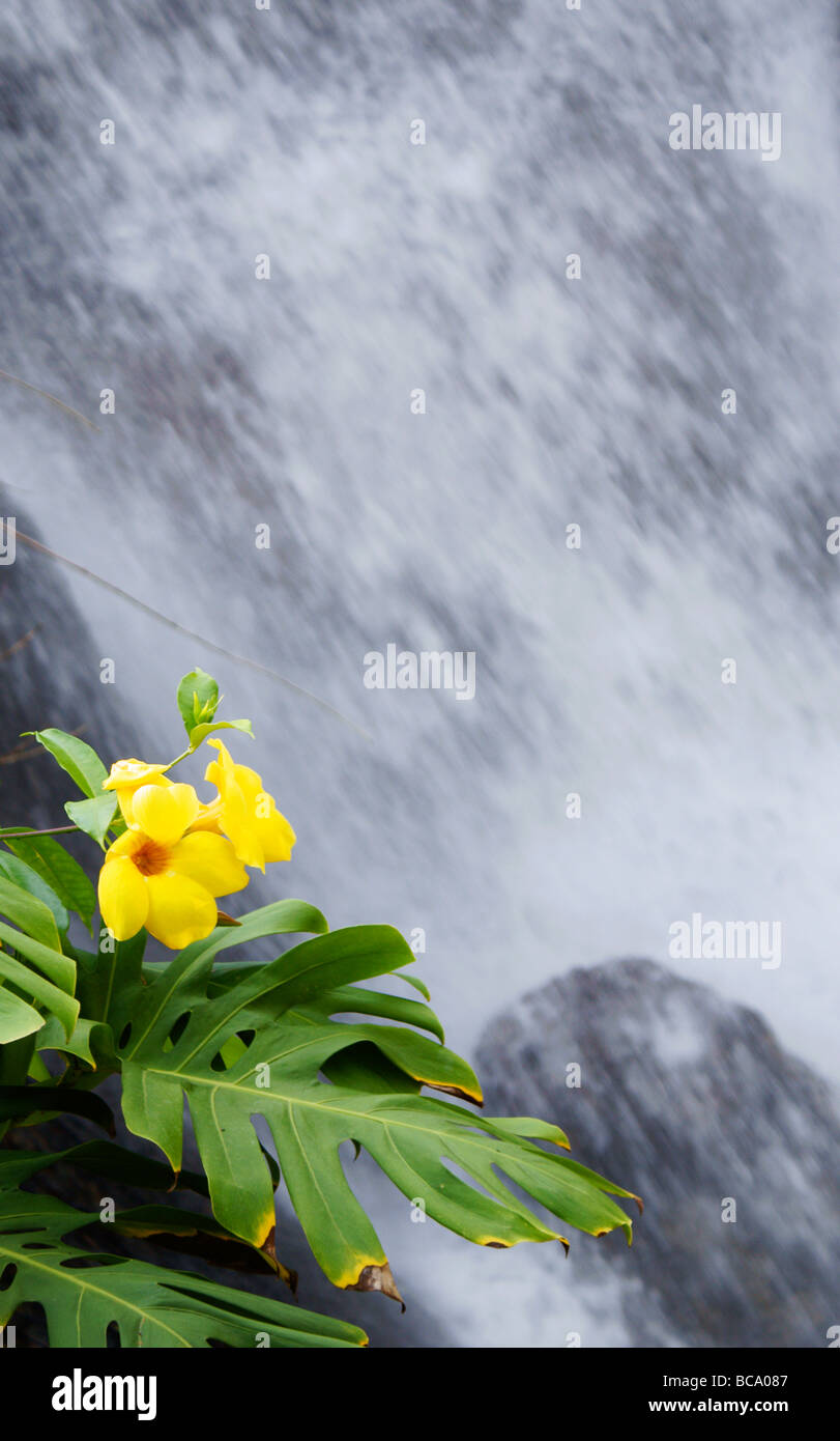 Yellow flowering plant with waterfall background Stock Photo - Alamy