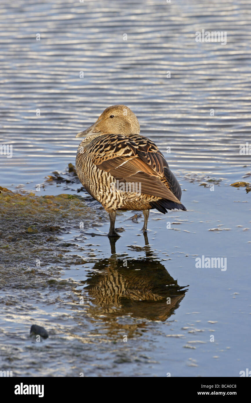 Female Common Eider Duck Stock Photo - Alamy