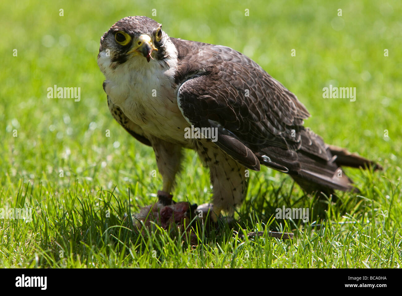 Bird of Prey Birds of Prey Centre Thorp Perrow Bedale North Yorkshire ...