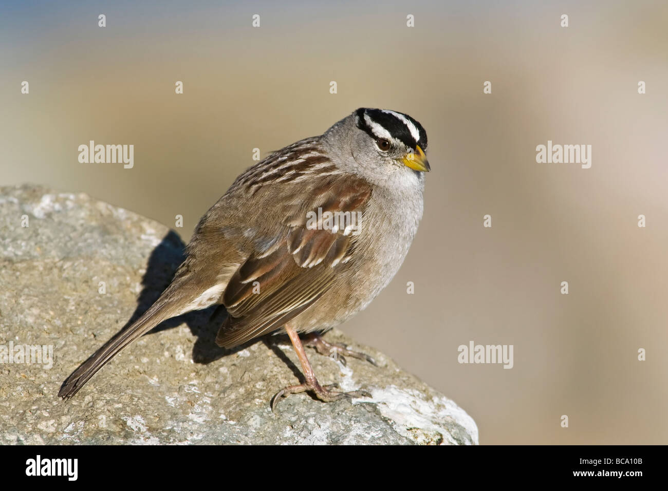 White crowned Sparrow Stock Photo - Alamy