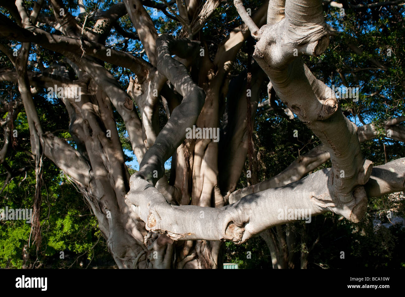 Botanic Garden Fig Tree Sydney NSW Australia Stock Photo - Alamy