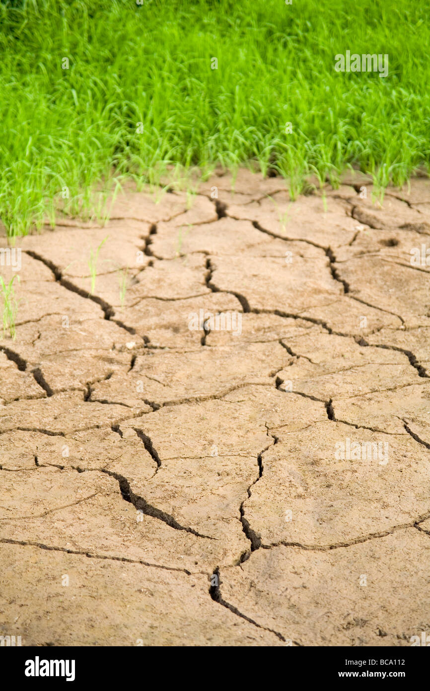 Barren soil borders lush green field of grass - Cambodia Stock Photo ...