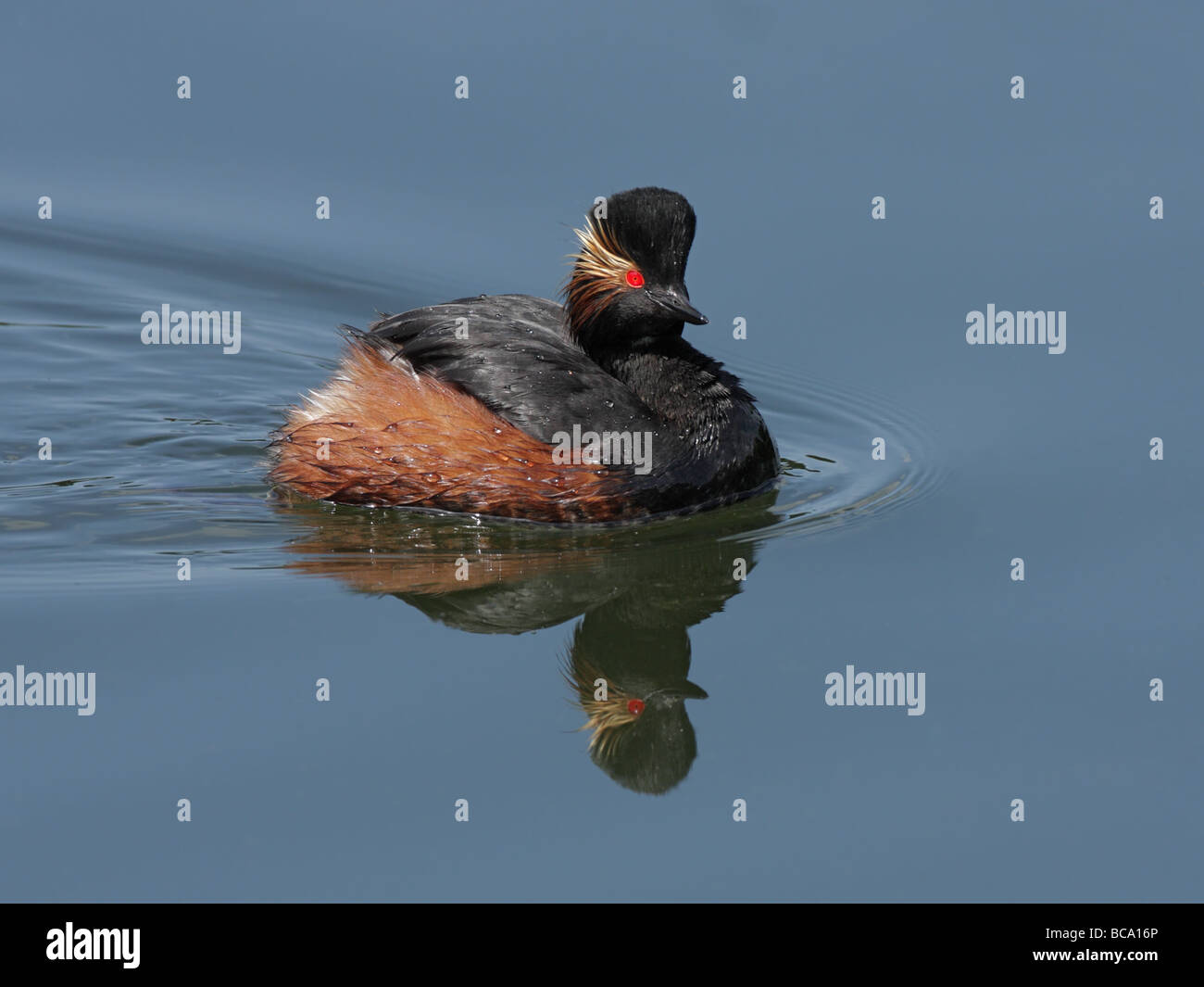 Black necked Grebe, Podiceps nigricollis, summer plumaged bird sitting ...