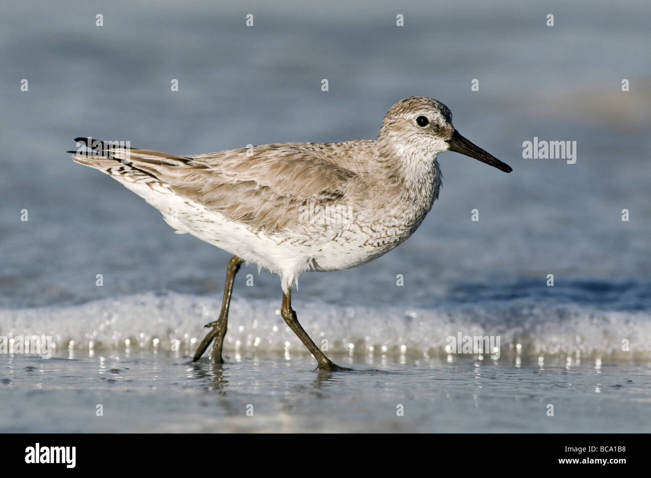 An adult winter plumage Knot Stock Photo - Alamy