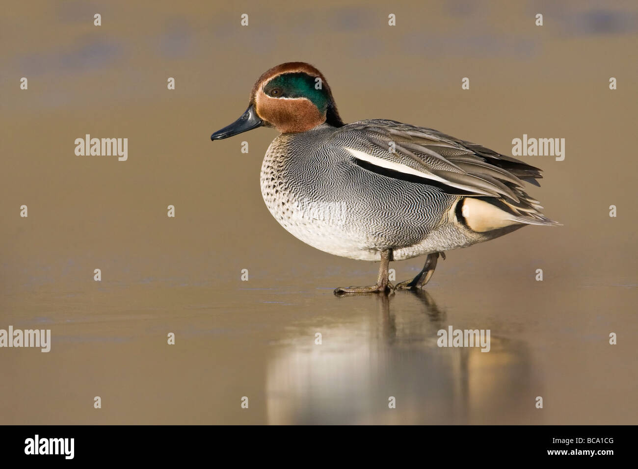 A Male Teal walking on an icy pool Stock Photo - Alamy