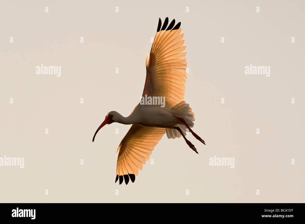 White ibis landing hi-res stock photography and images - Alamy