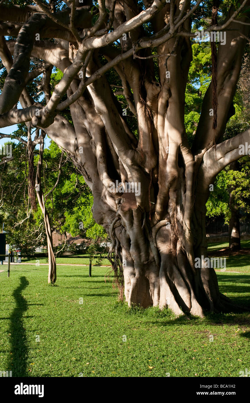 Botanic Garden Fig Tree Sydney NSW Australia Stock Photo - Alamy