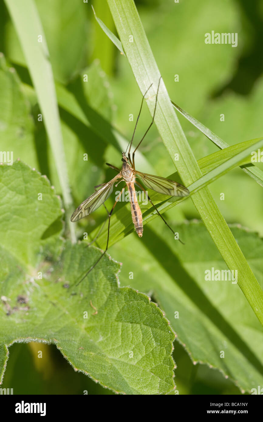 Crane fly tipula oleracea hi-res stock photography and images - Alamy