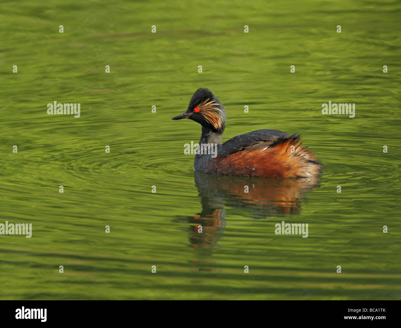 Black necked Grebe, Podiceps nigricollis, summer plumaged bird sitting ...