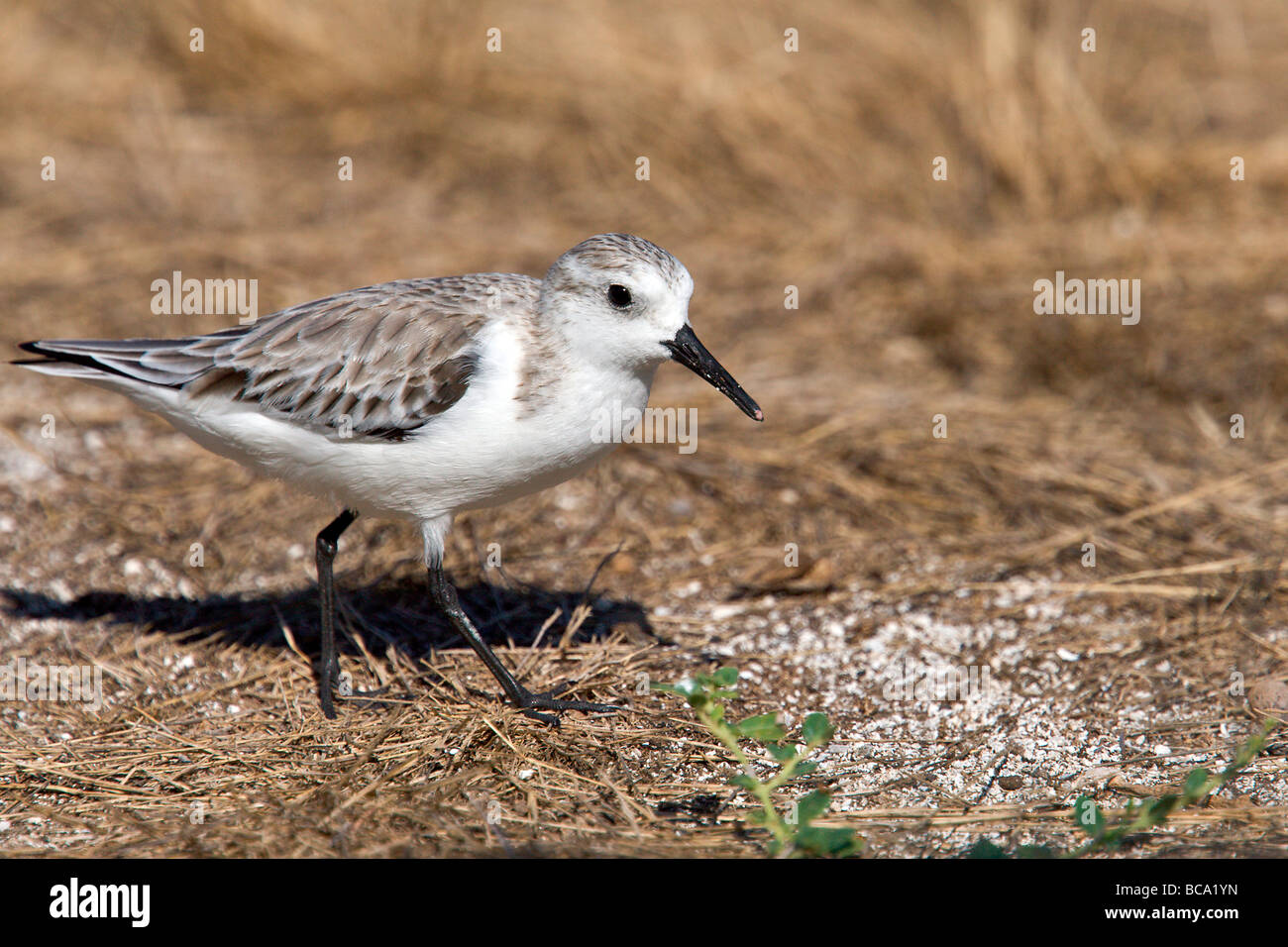 Sanderling in winter plumage hi-res stock photography and images - Alamy
