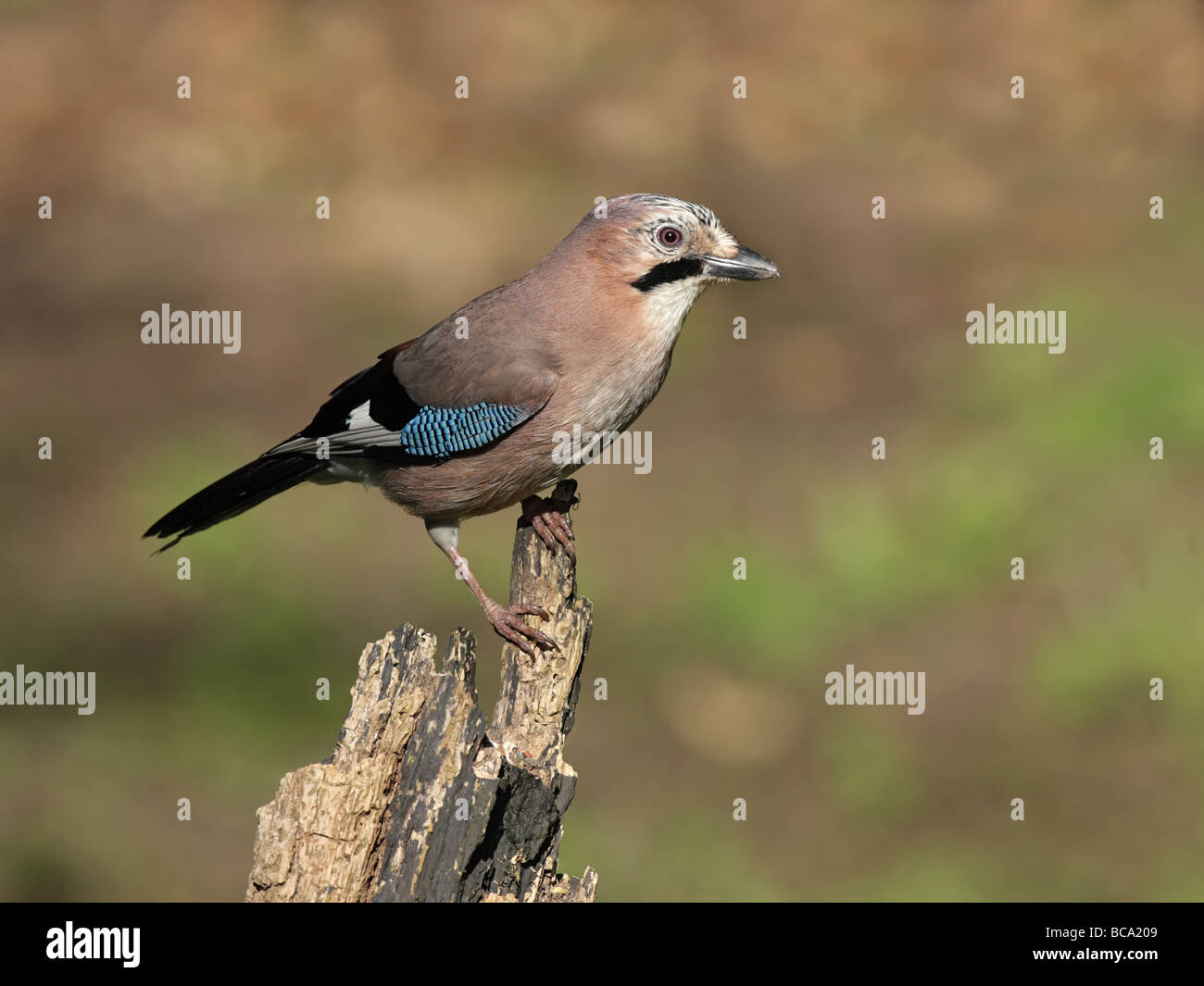 Dead Blue Jay High Resolution Stock Photography and Images - Alamy
