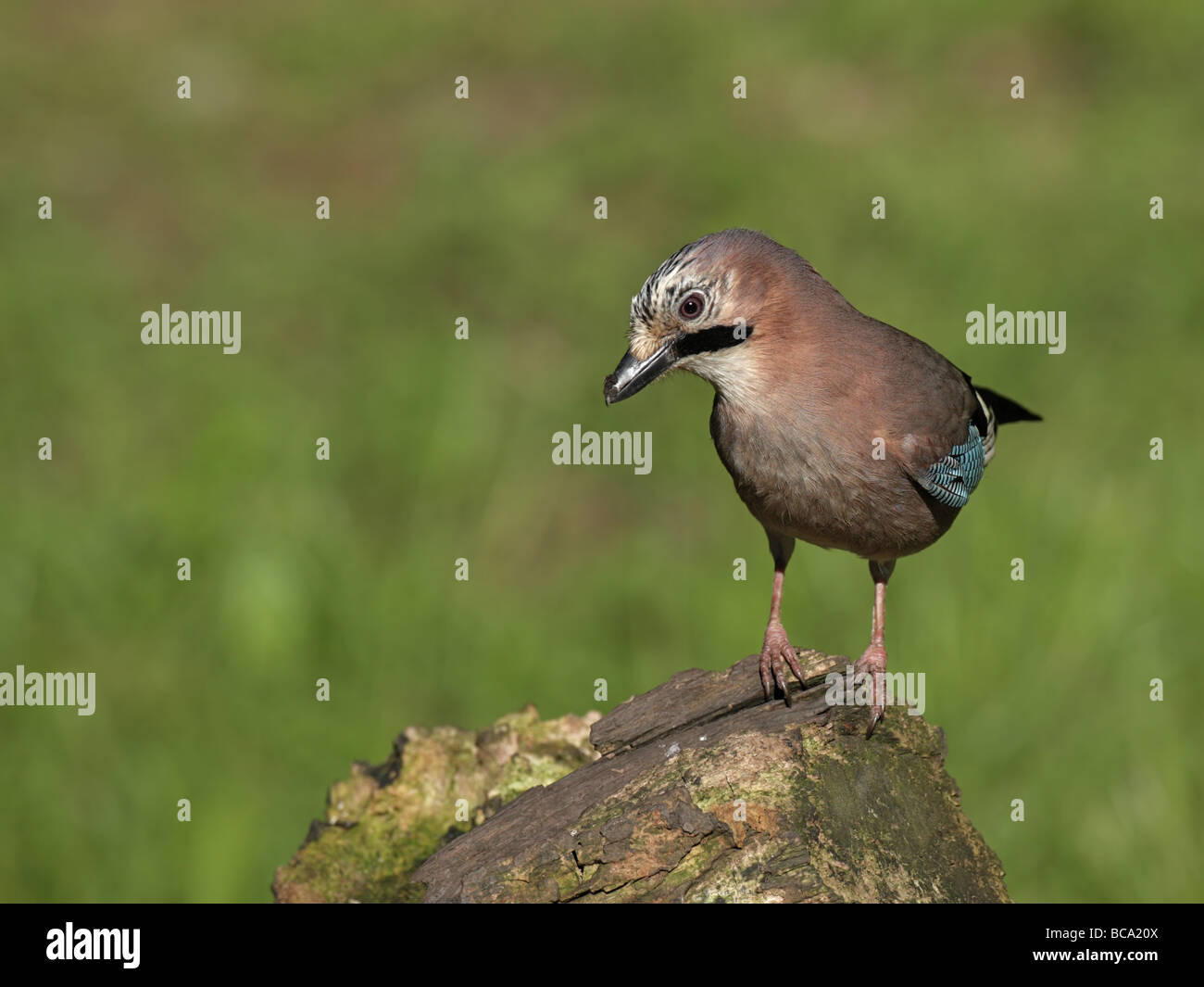 Dead Blue Jay High Resolution Stock Photography and Images - Alamy