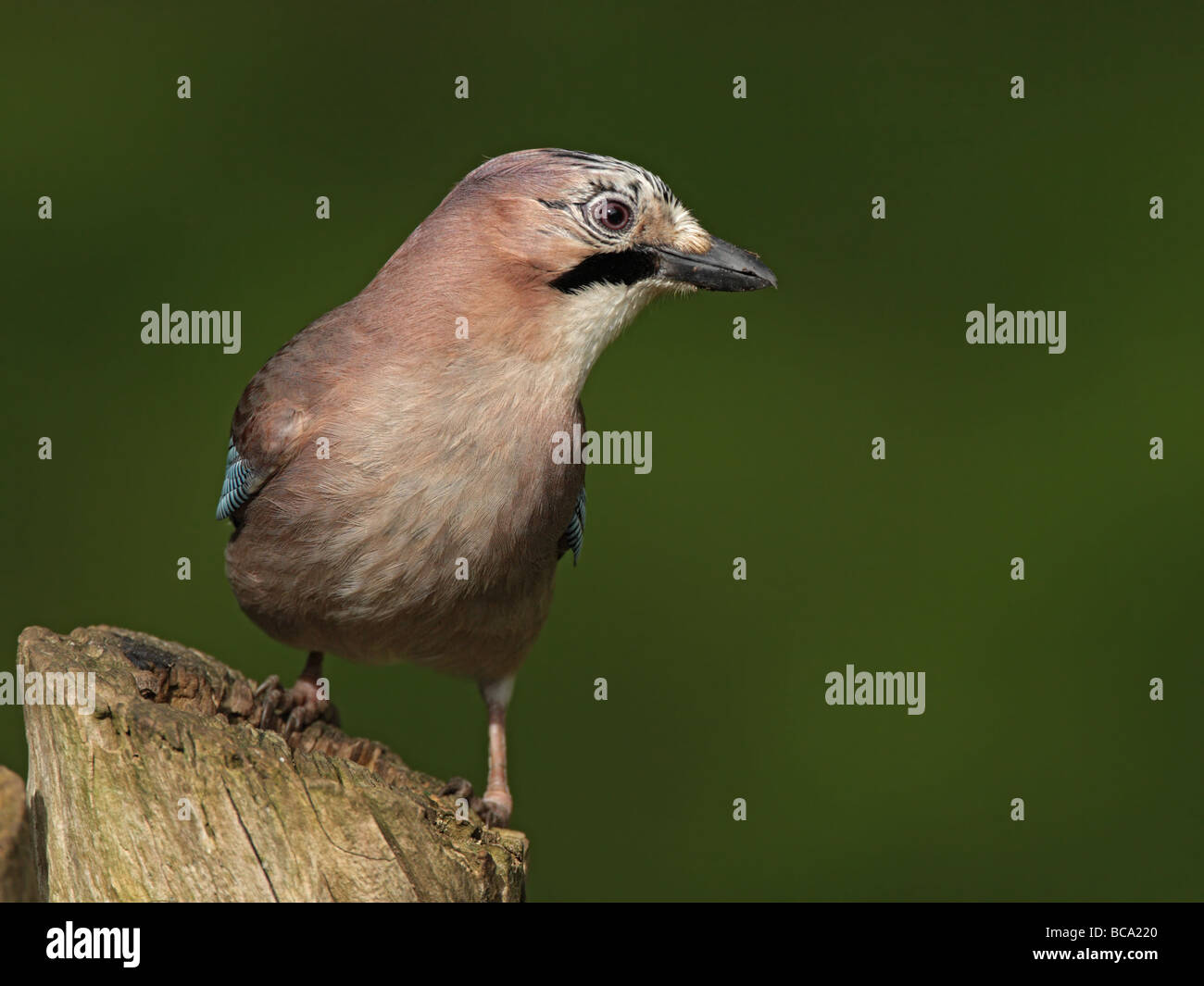 Dead Blue Jay High Resolution Stock Photography and Images - Alamy