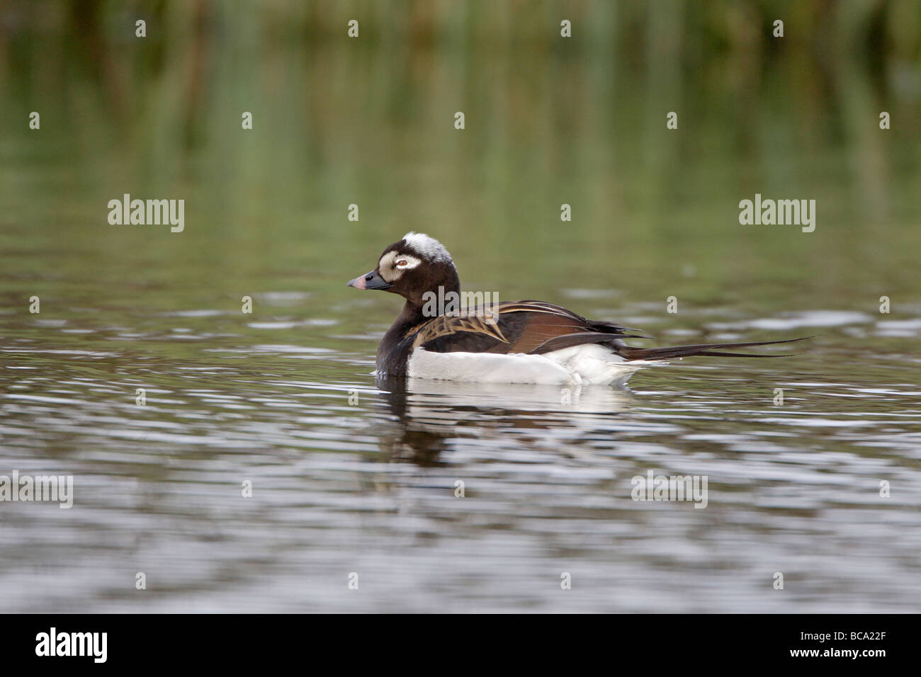 Swimming long tailed duck hi-res stock photography and images - Alamy