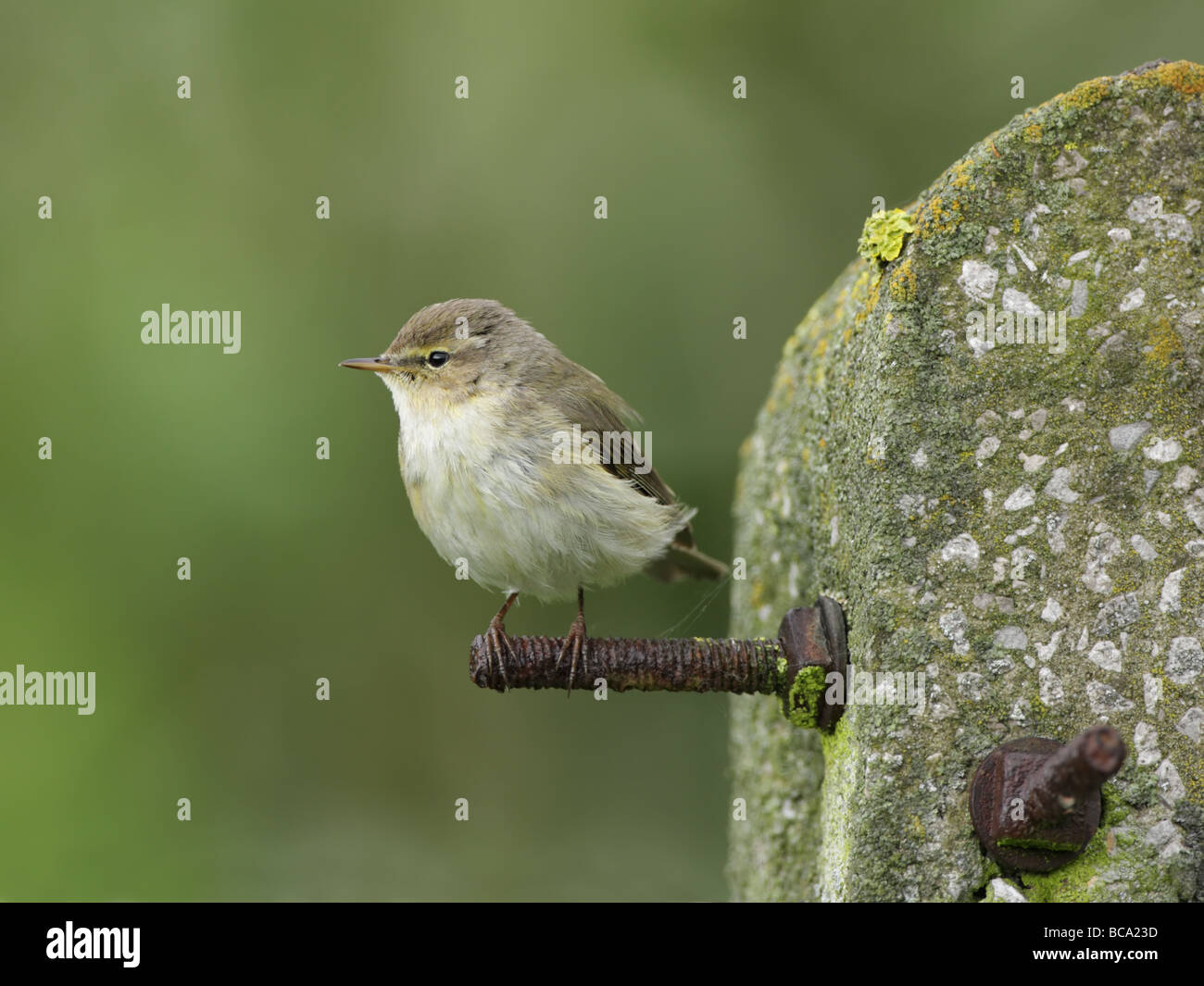 Chiff chaff bird hi-res stock photography and images - Alamy