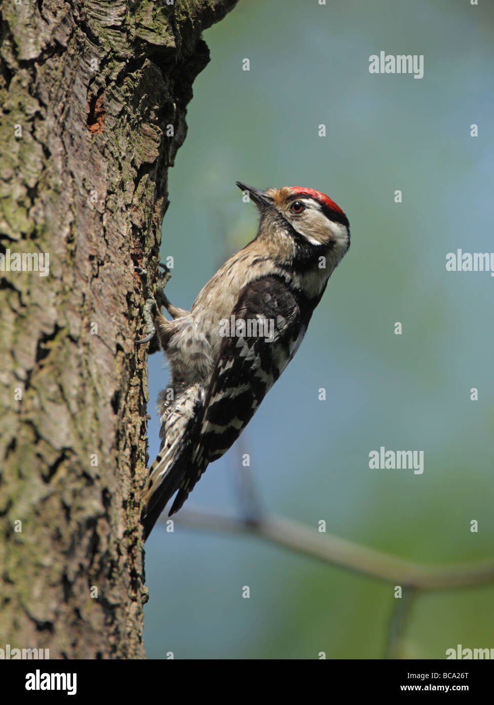 Lesser Spotted Woodpecker, Dendrocopus minor, side view of male on tree ...