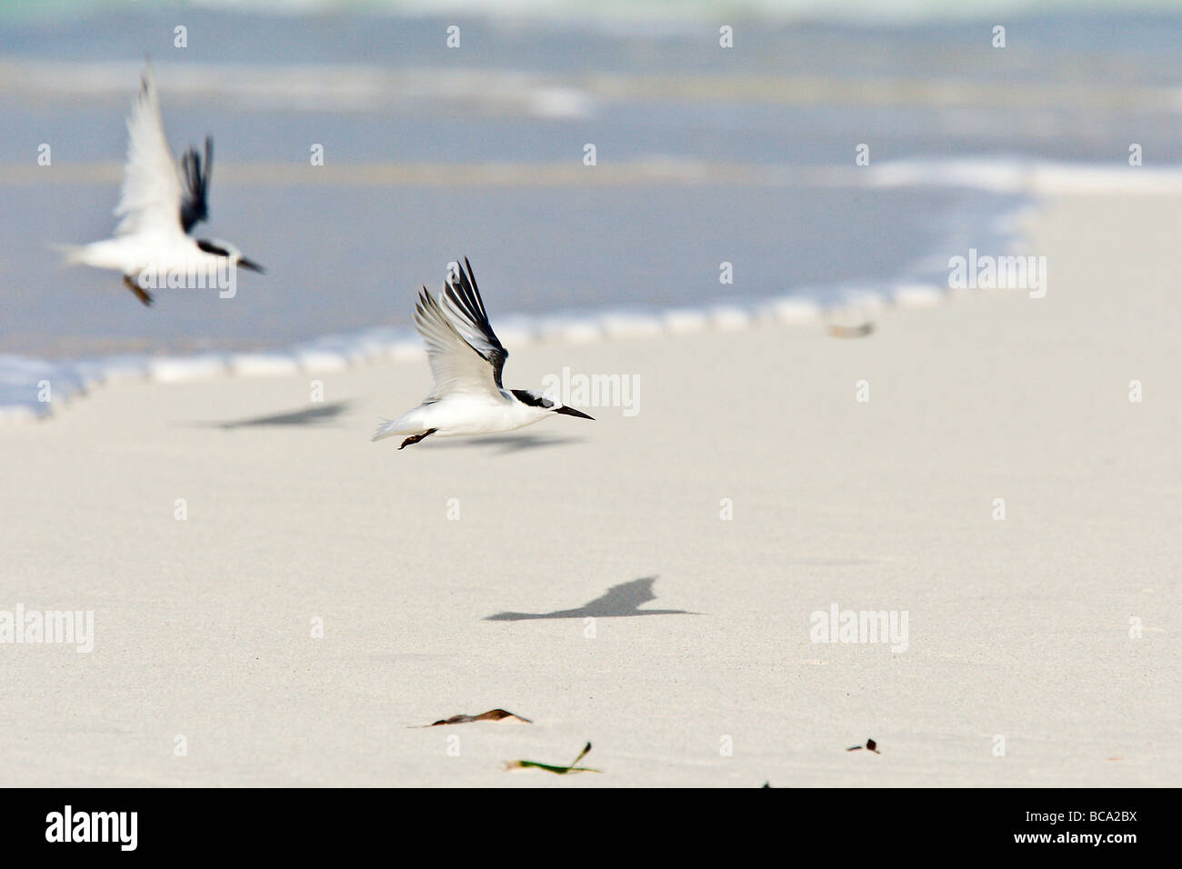 Flying terns hi-res stock photography and images - Alamy