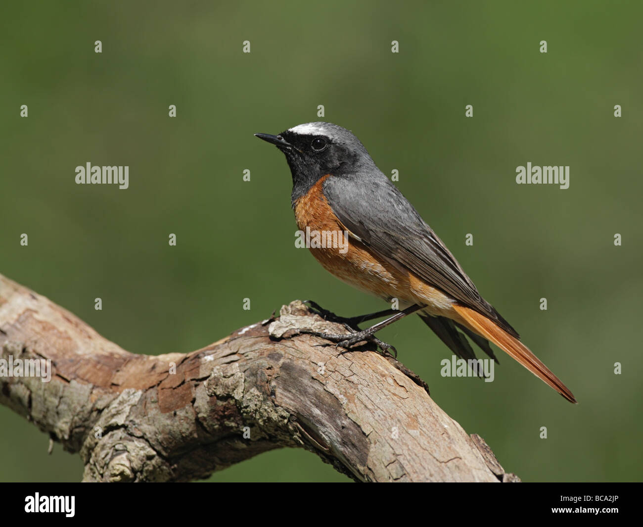 Redstart, Phoenicurus phoenicurus, adult male perched on dead rustic ...