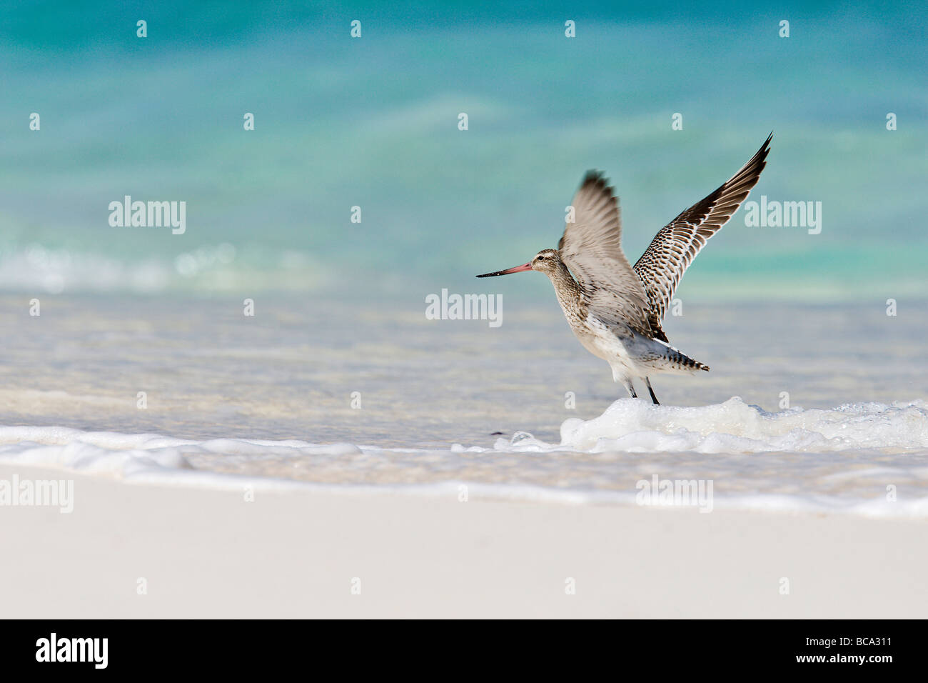 Bar-tailed Godwit takes off Stock Photo - Alamy