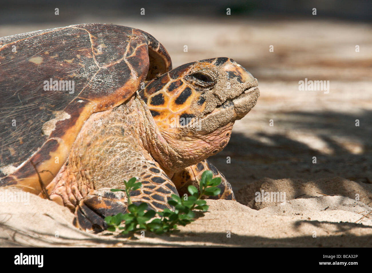Hawksbill Turtle in the process of laying eggs. Bird Island,Seychelles ...