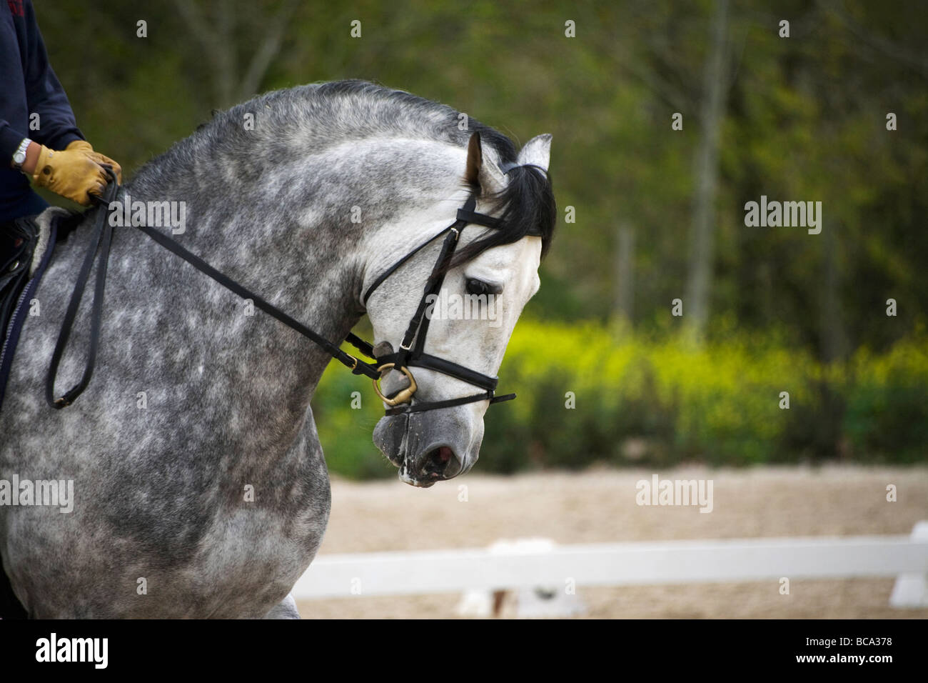 Alamy stock images horses hi-res stock photography and images - Alamy