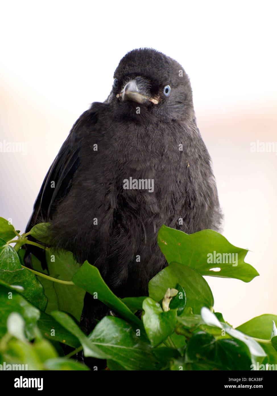 Juvenile jackdaw hi-res stock photography and images - Alamy