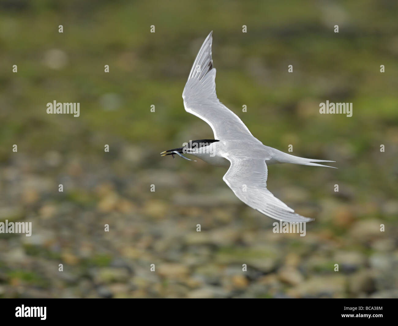 Sandwich tern Sterna sandvicensis in flight with sand eel Stock Photo ...
