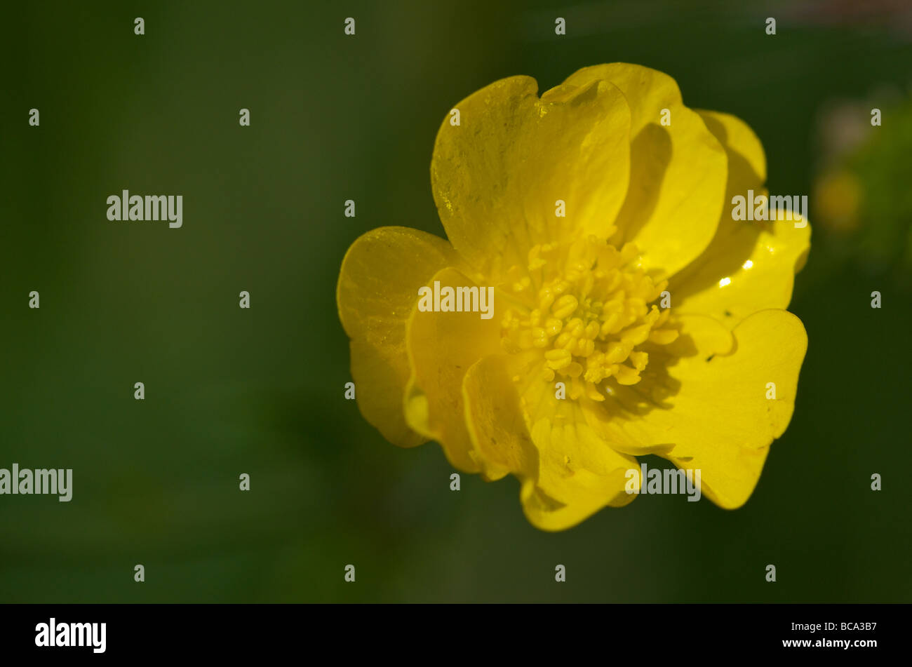 A wild buttercup flower head grows in the Cambridgeshire countryside ...