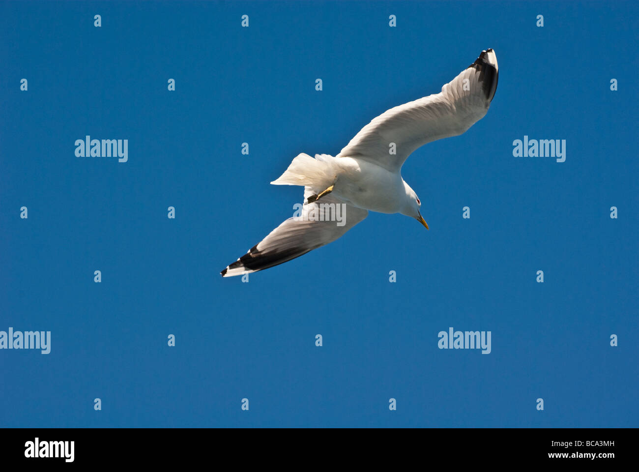 Common Gull in flight Stock Photo - Alamy